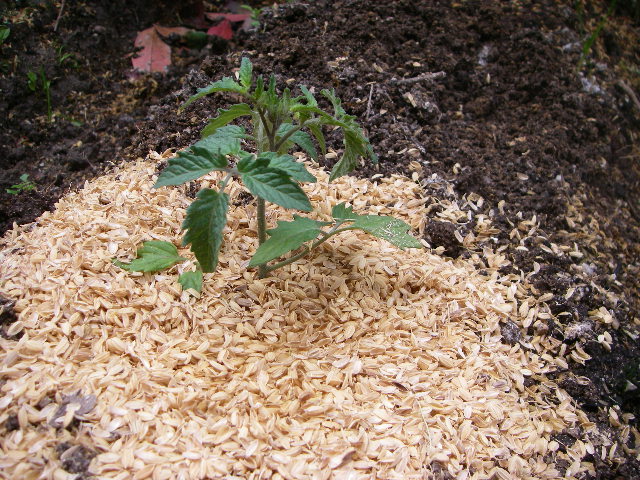 ぷち菜園＜ミニトマト＞: ちっちゃな楽しみ